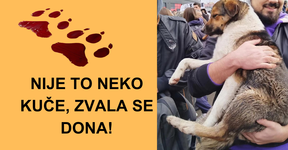 NIJE TO NEKO KUČE, ZVALA SE DONA! - Tražim zauvek dom